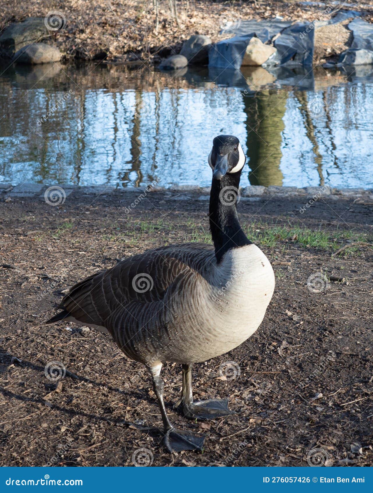 Goose Posing for the Camera Stock Photo - Image of prospect, nature ...