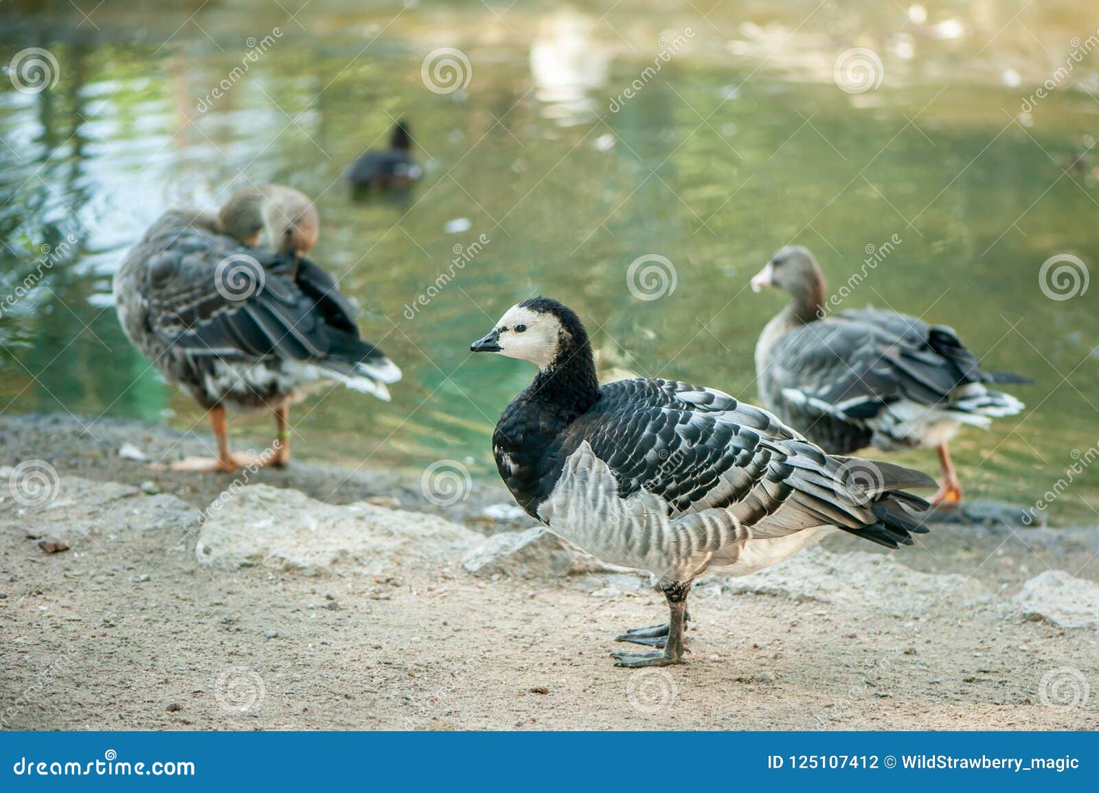 Goose on a poultry farm stock photo. Image of hutchinsii - 125107412