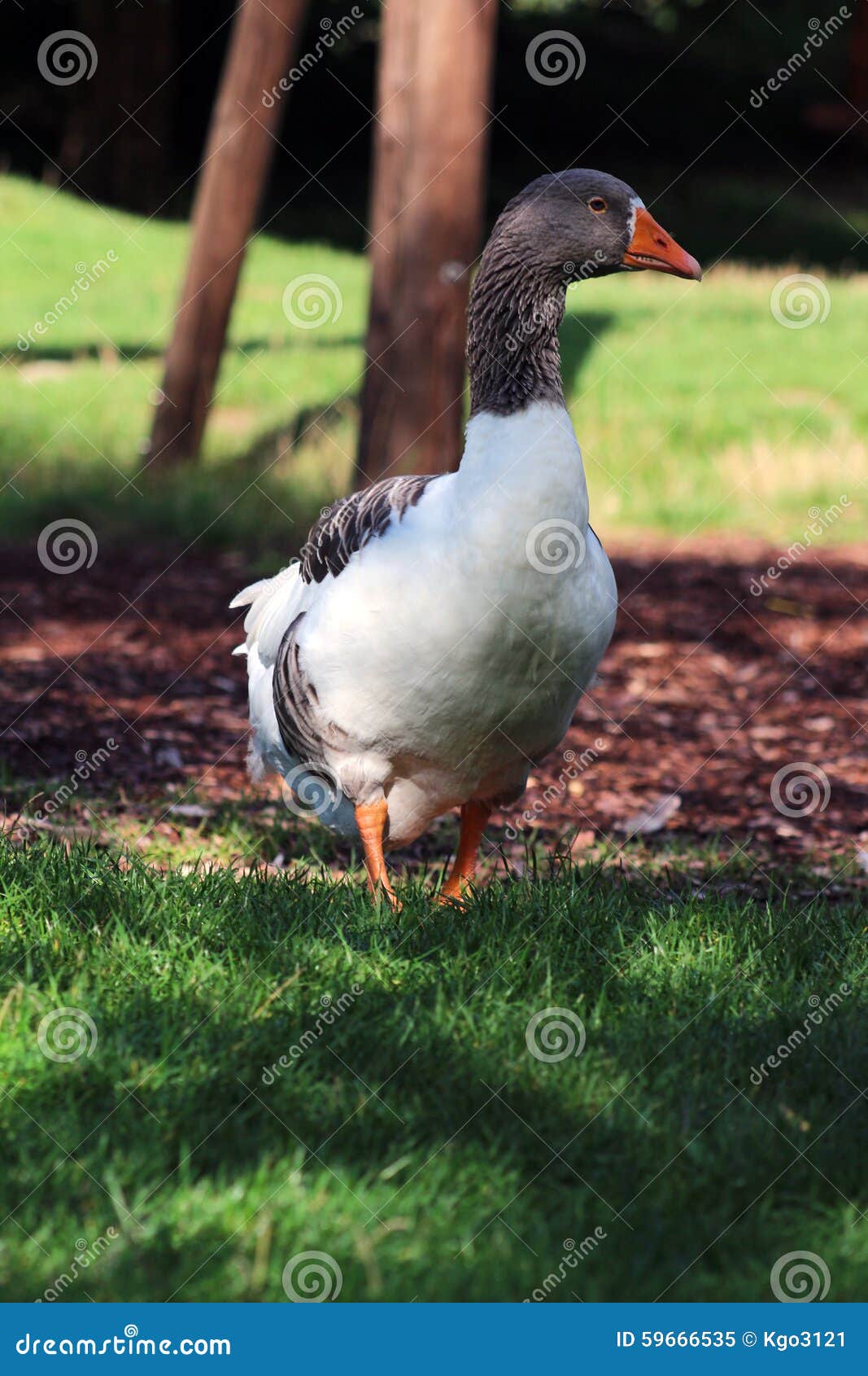 Goose stock image. Image of gras, animal, white, grey - 59666535