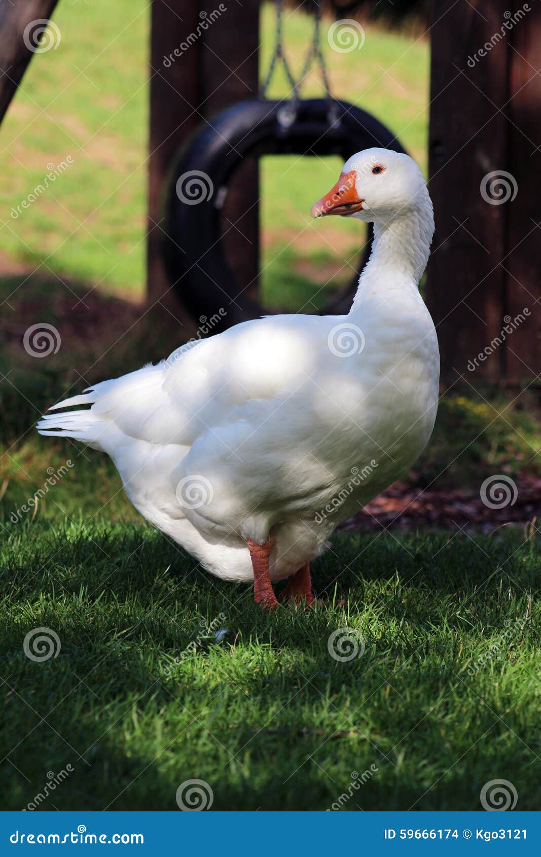 Goose stock photo. Image of wildlife, beak, birds, animal - 59666174