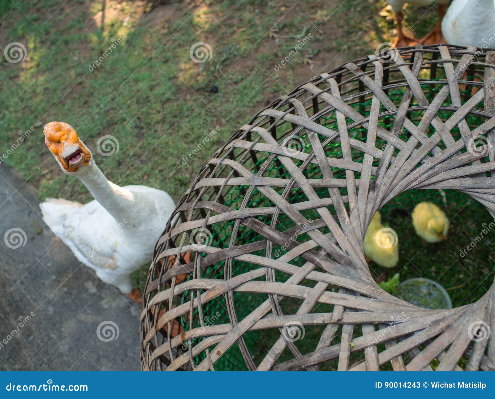 Goose Protect Gosling Near Kiosks Stock Image - Image of gosling, hair ...