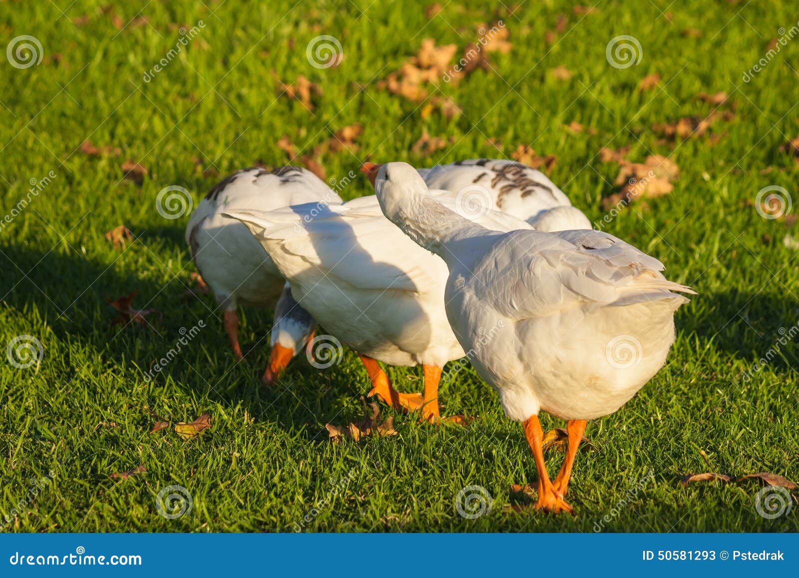 Goose Protecting it S Flock Stock Image - Image of domesticated ...