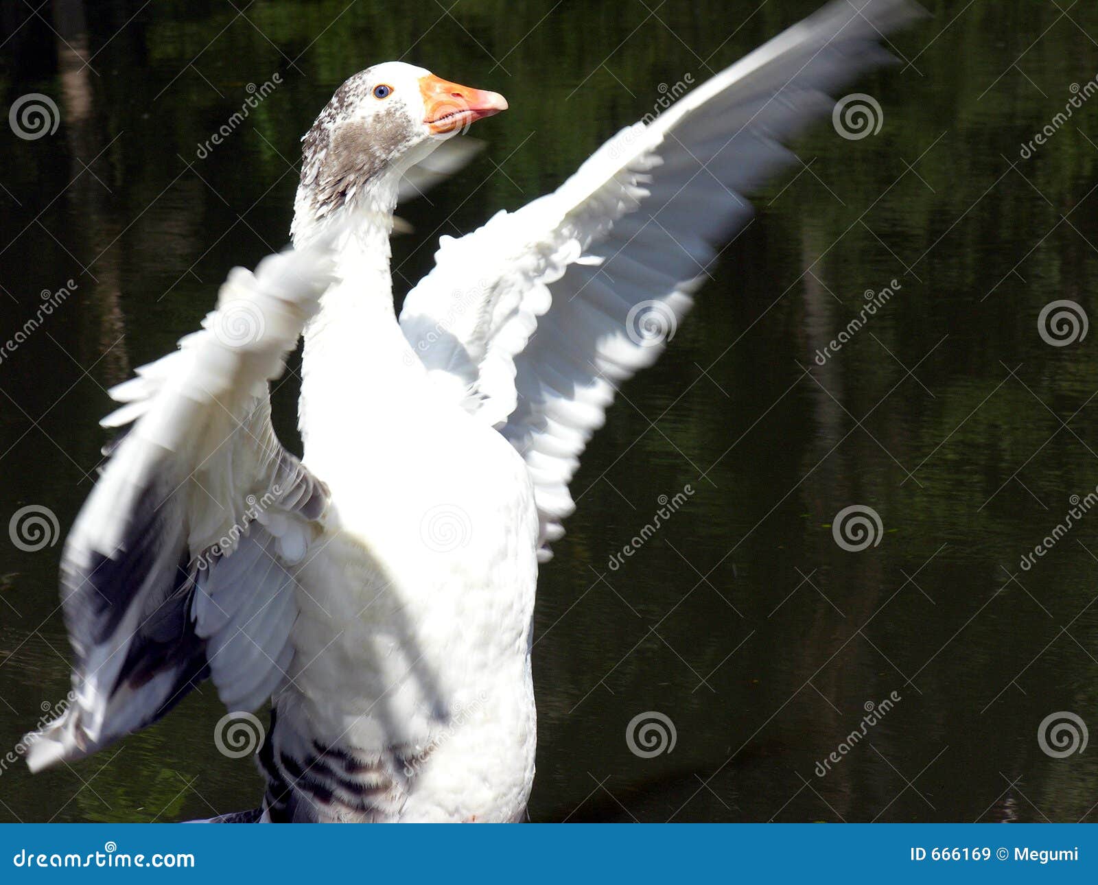 Goose protecting territory stock image. Image of quack - 666169