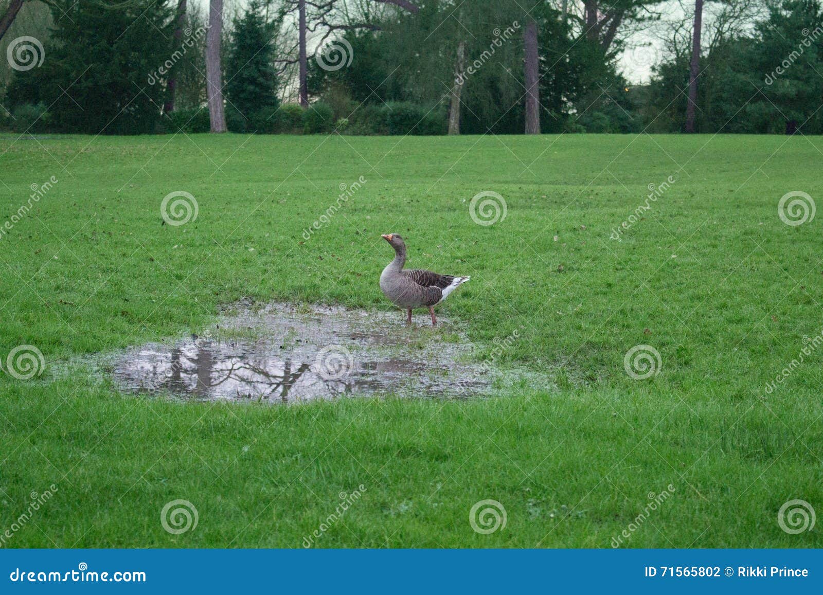 Goose in a Puddle on a Field Stock Photo - Image of wildlife, colourful ...
