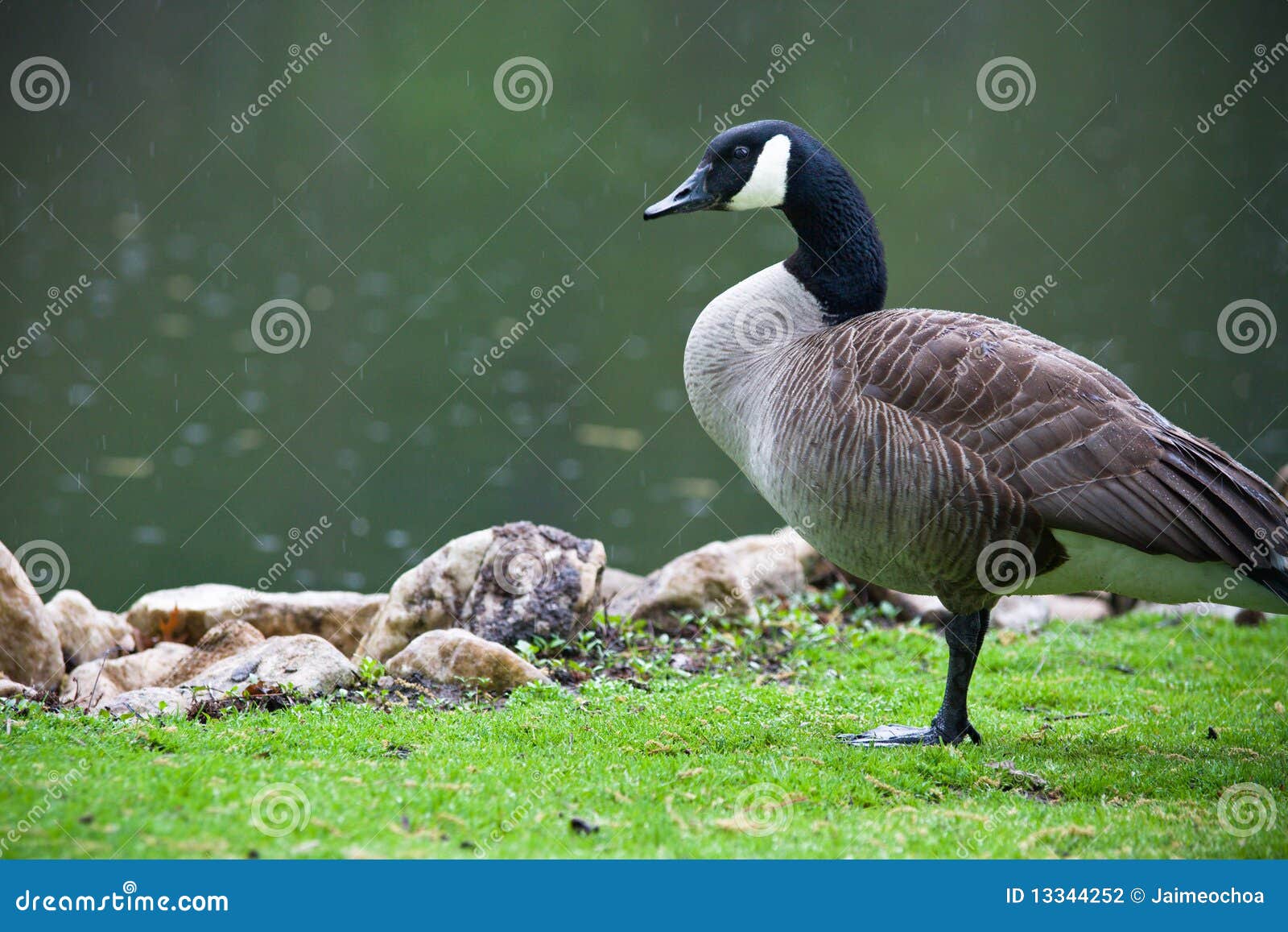 Goose in rain stock photo. Image of beak, wings, feather - 13344252