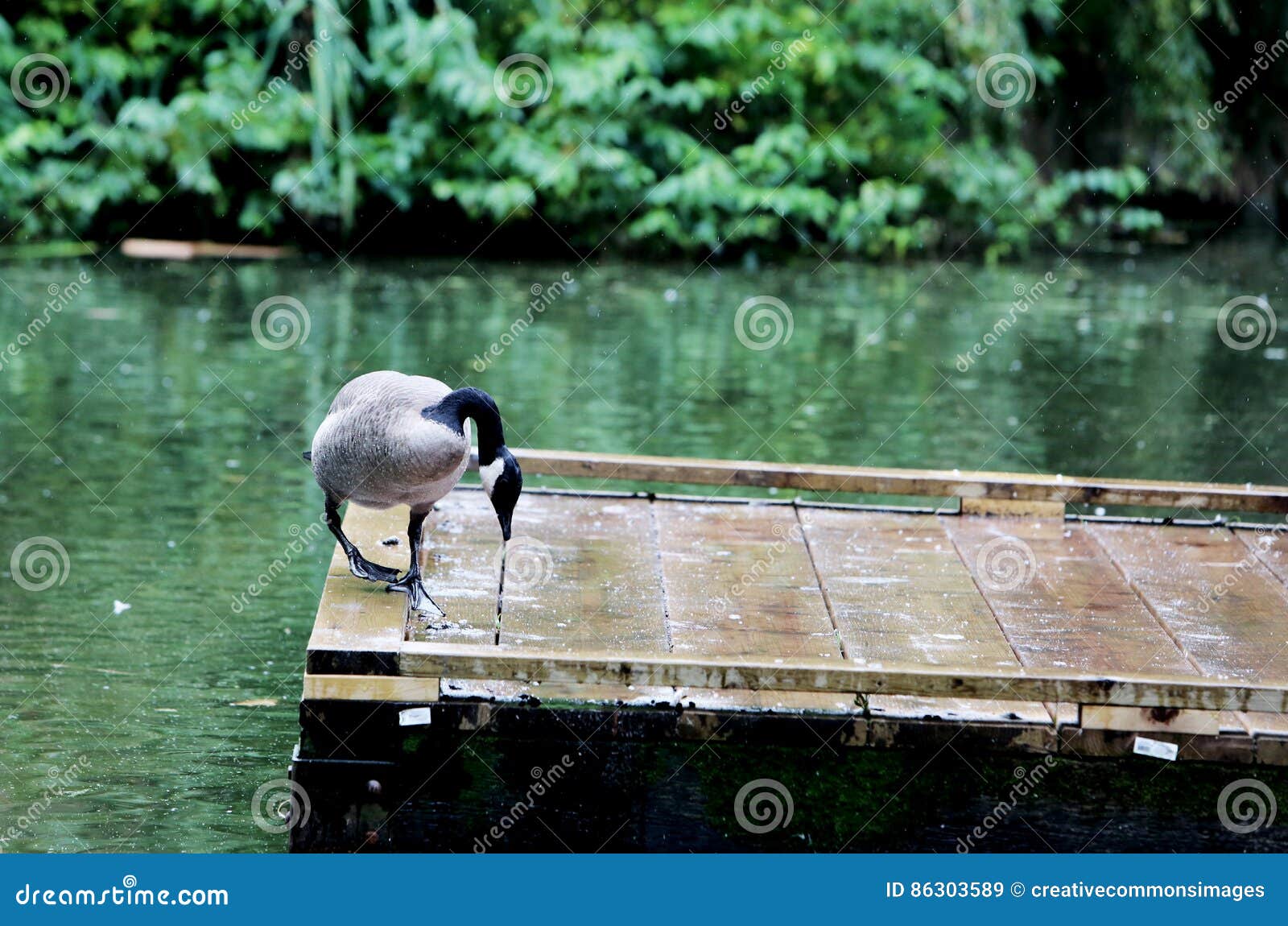 Goose In The Rain Picture. Image: 86303589