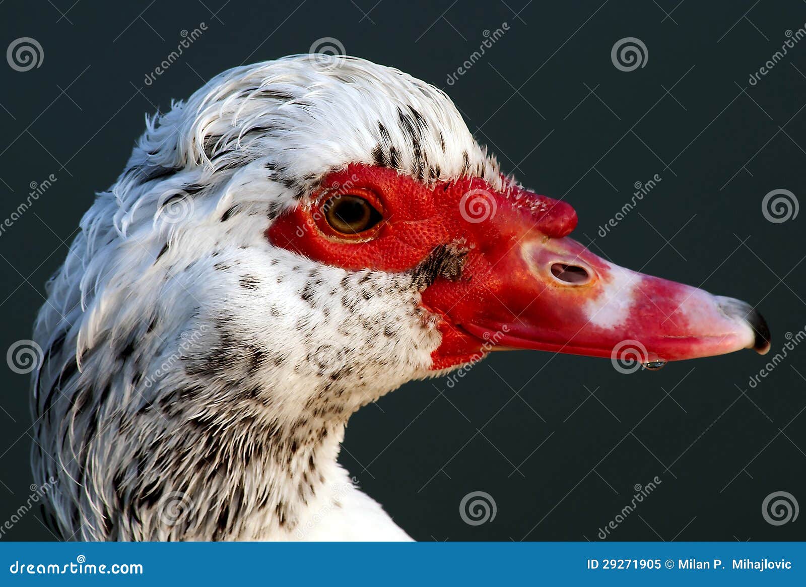 Goose with red beak stock image. Image of wild, animal - 29271905