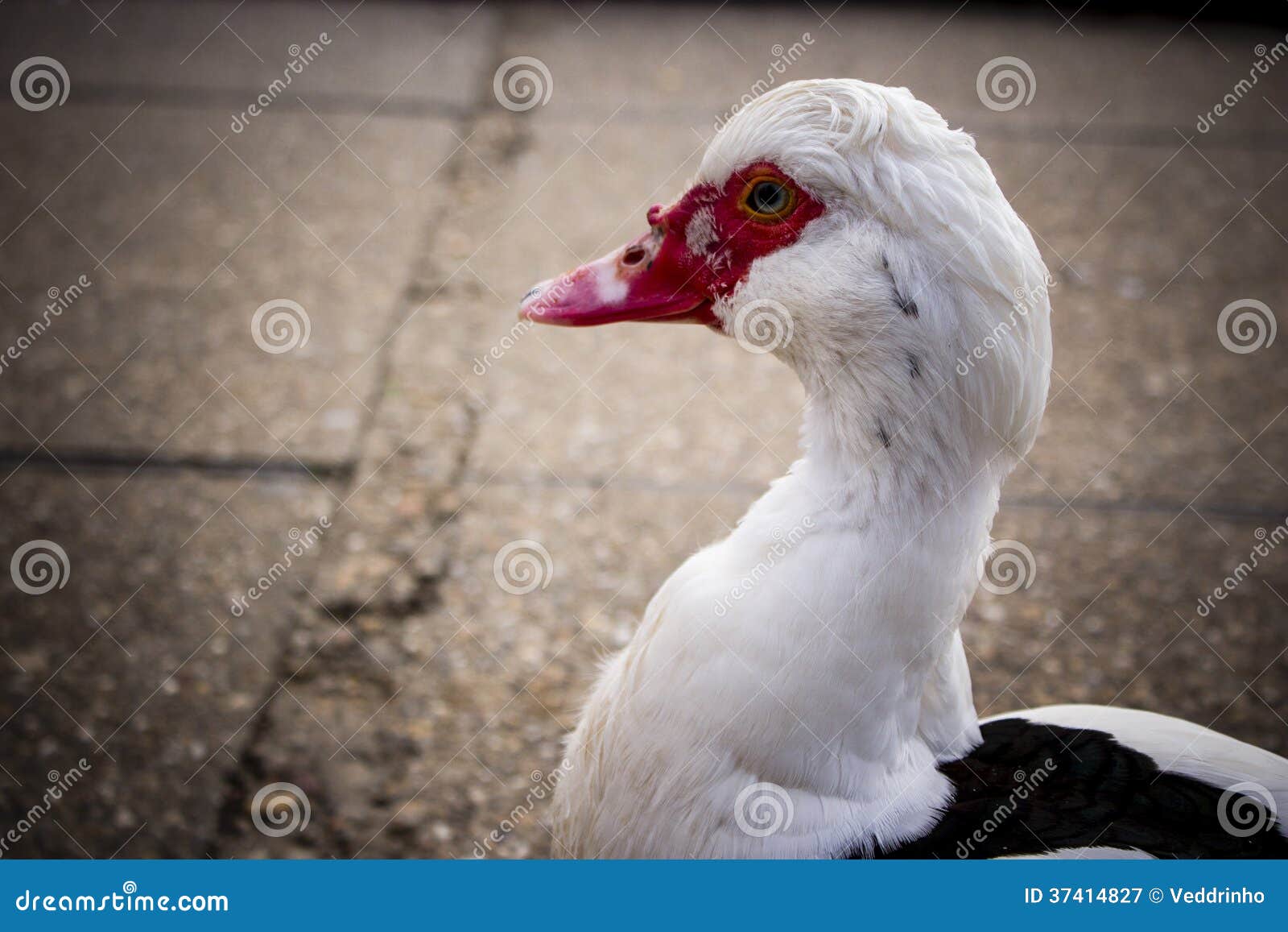 Goose stock image. Image of duck, feather, waterfowl - 37414827