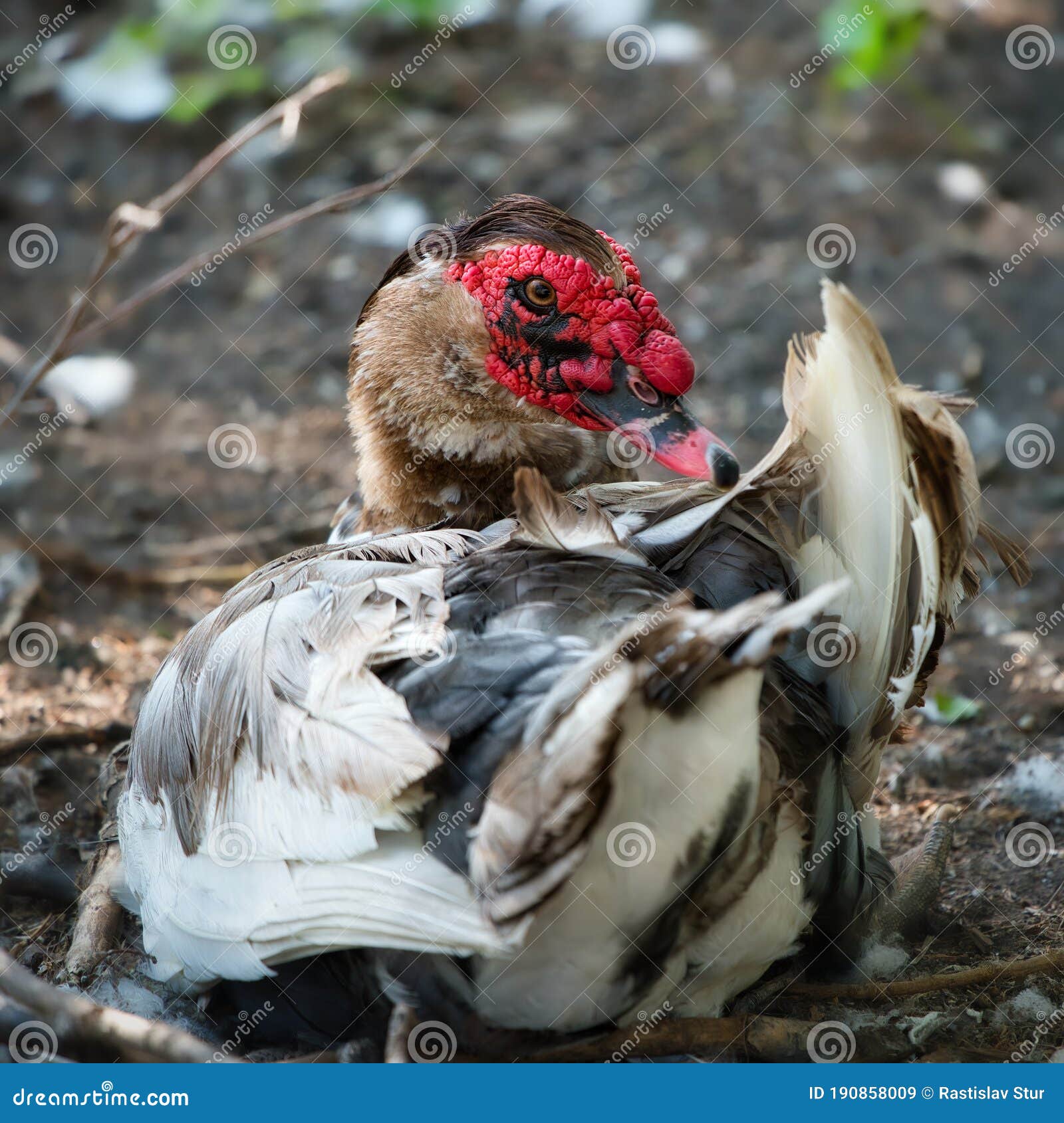 Goose with red beak stock image. Image of outdoor, beak - 190858009