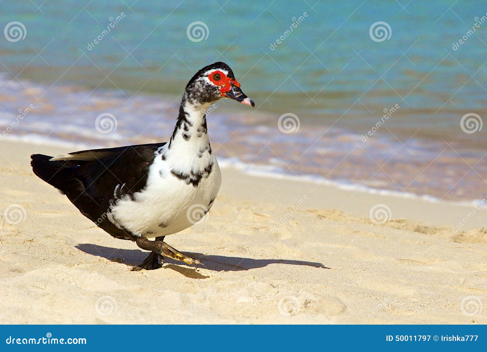 Goose with Red beak stock image. Image of white, goose - 50011797