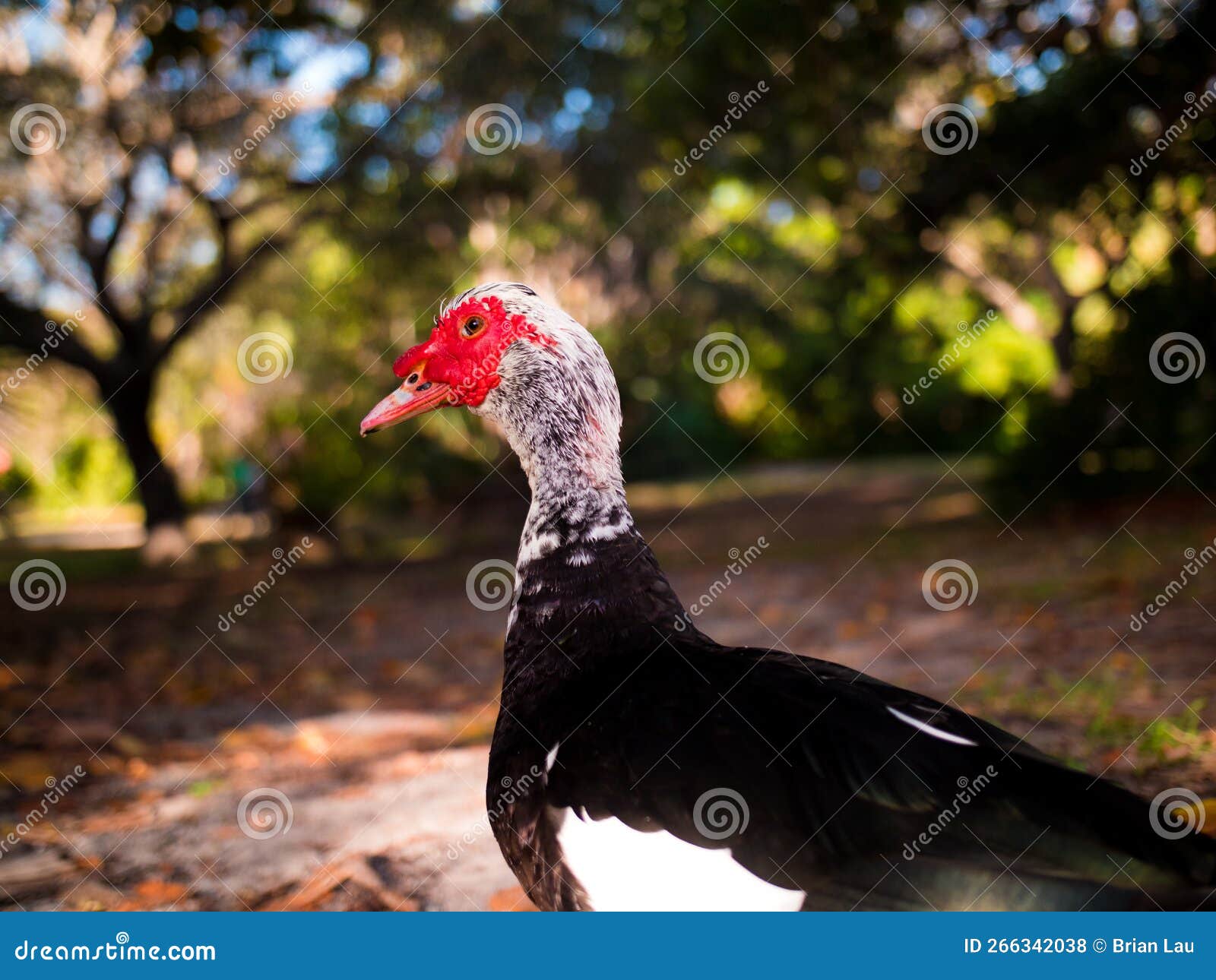 Goose with Red Marks on the Face Stock Photo - Image of markings, fowl ...