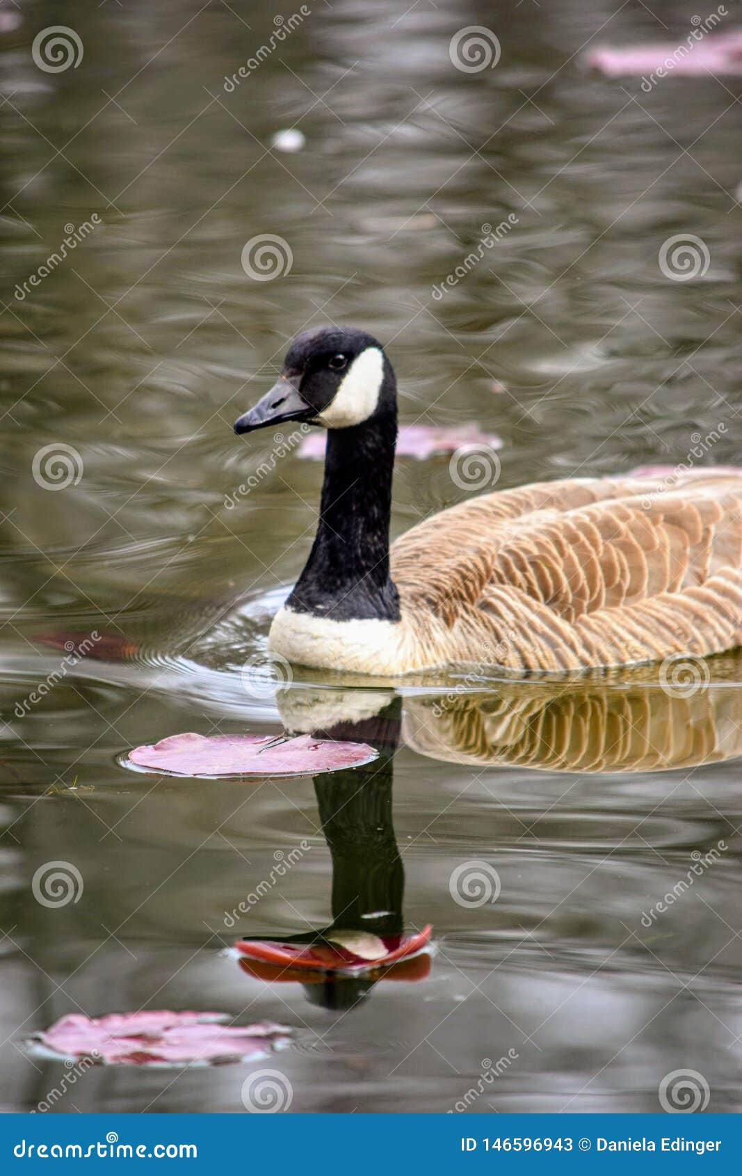 Goose Reflection stock image. Image of goose, canadian - 146596943