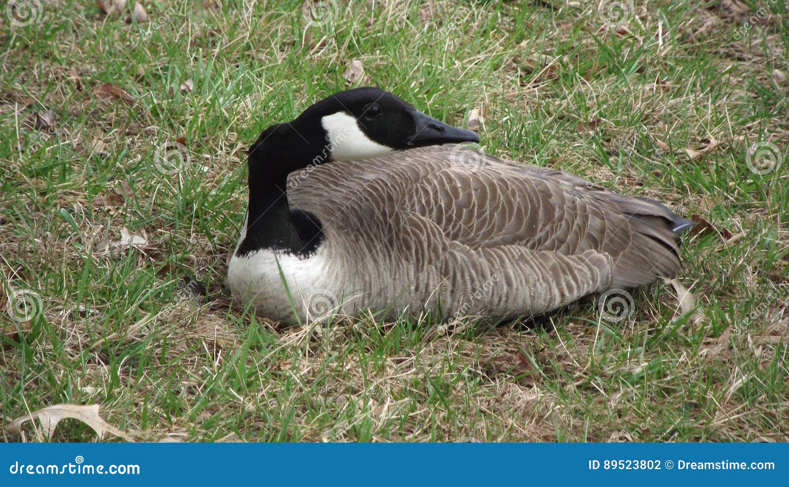 Goose resting on grass stock photo. Image of wildlife - 89523802