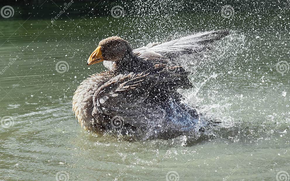 Goose in the river stock photo. Image of summer, hydrous - 180889946