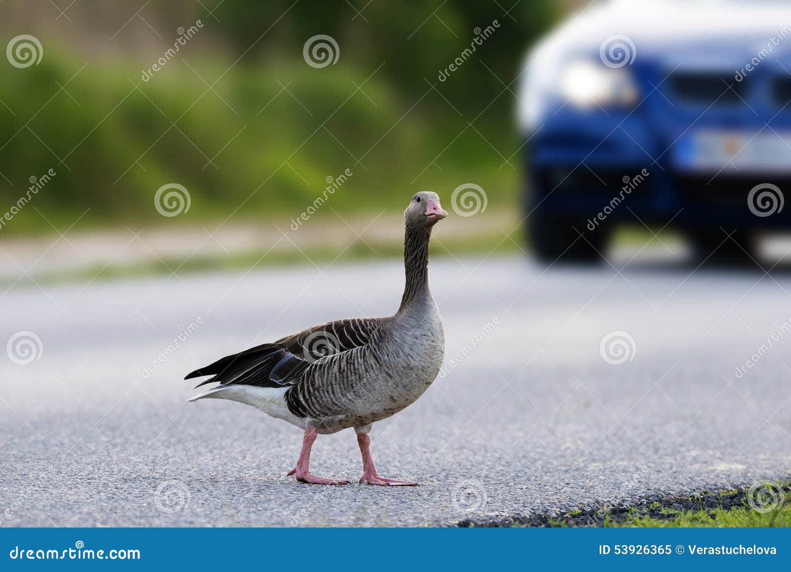 Goose on the road stock image. Image of grazing, crash - 53926365