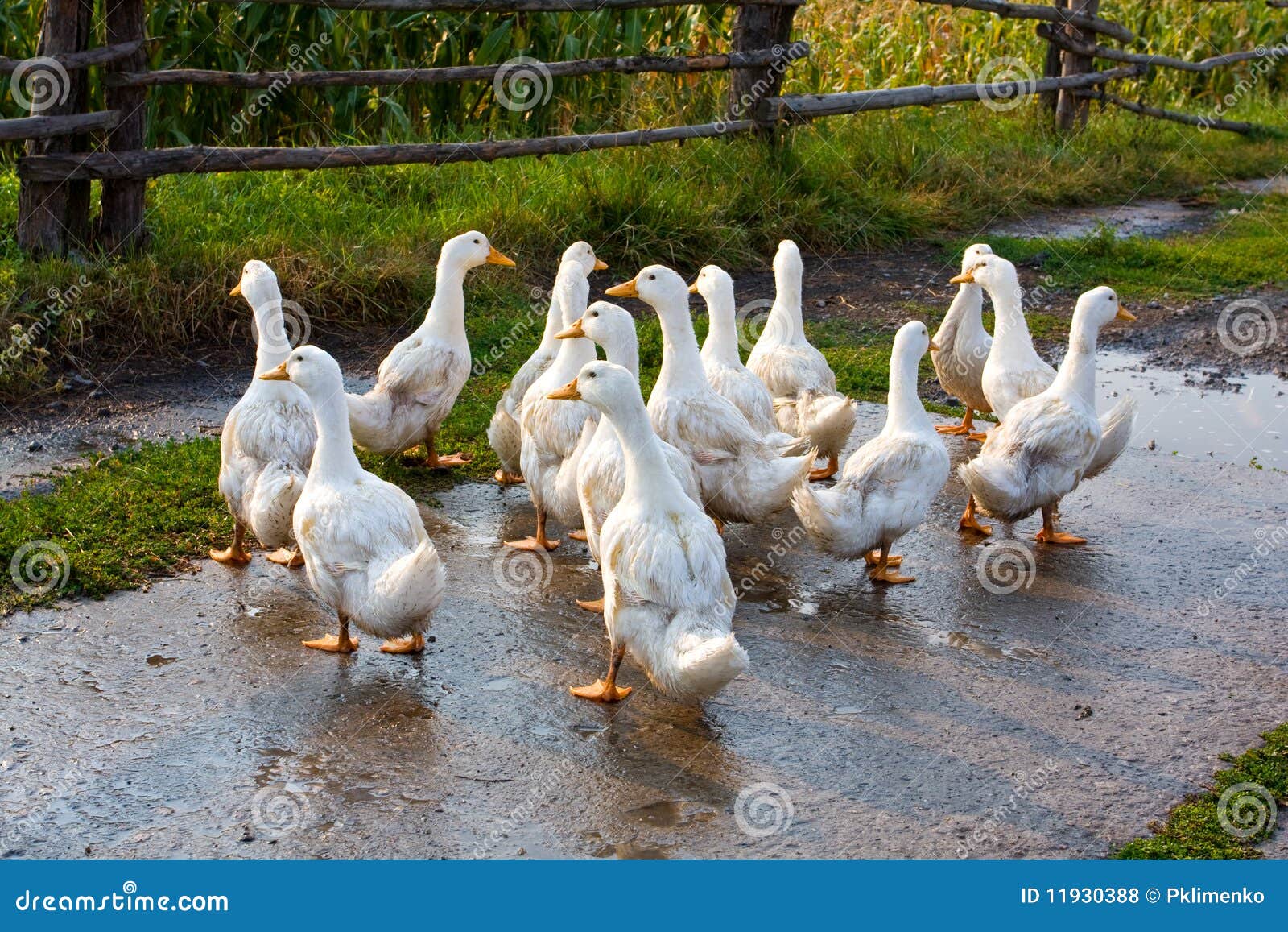 Goose on rural farm stock photo. Image of goose, eating - 11930388