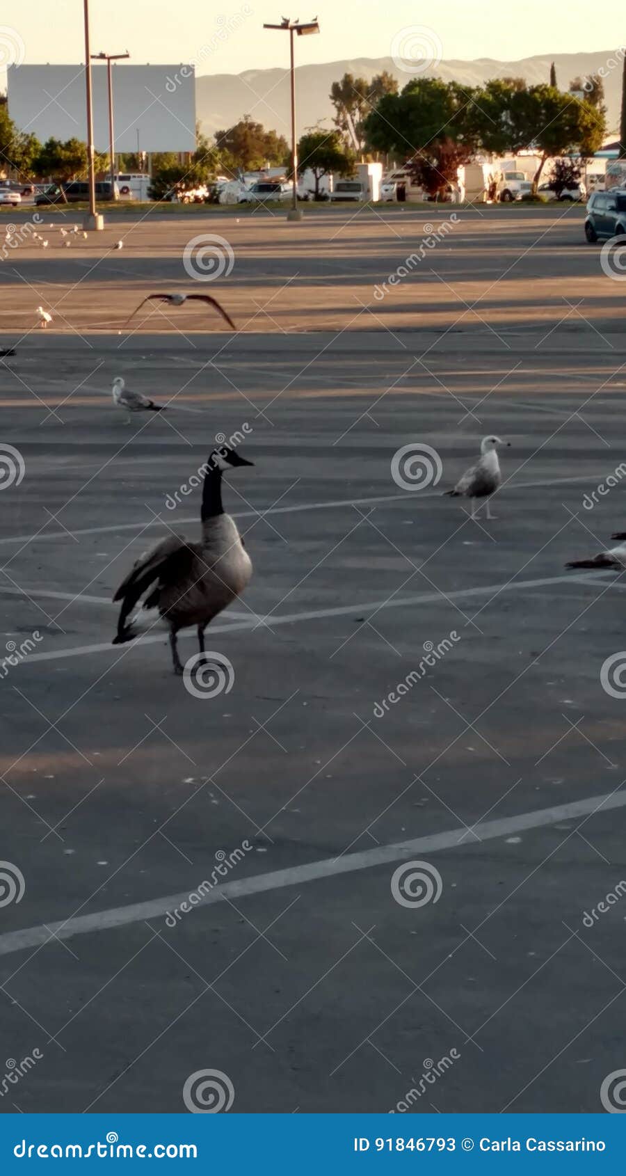 Goose stock image. Image of flea, goose, market, jose - 91846793