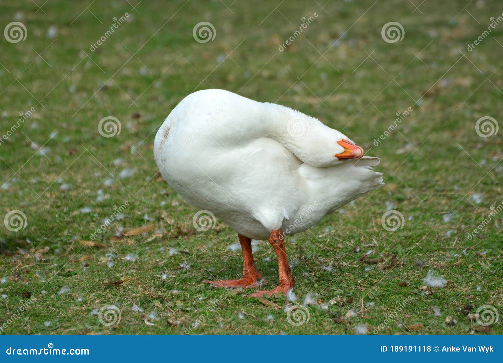 Goose Scratching Head on Back on Poultry Farm Stock Photo - Image of ...