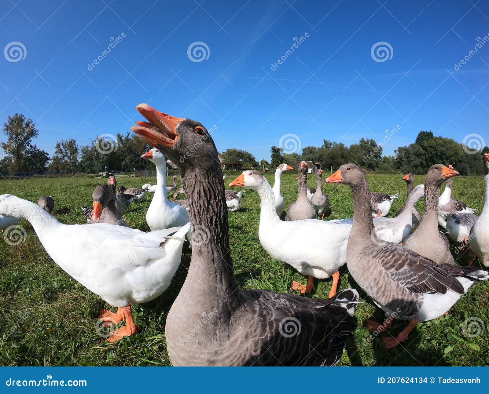 Goose Screaming on the Meadow in Autumn Stock Photo - Image of greylag ...