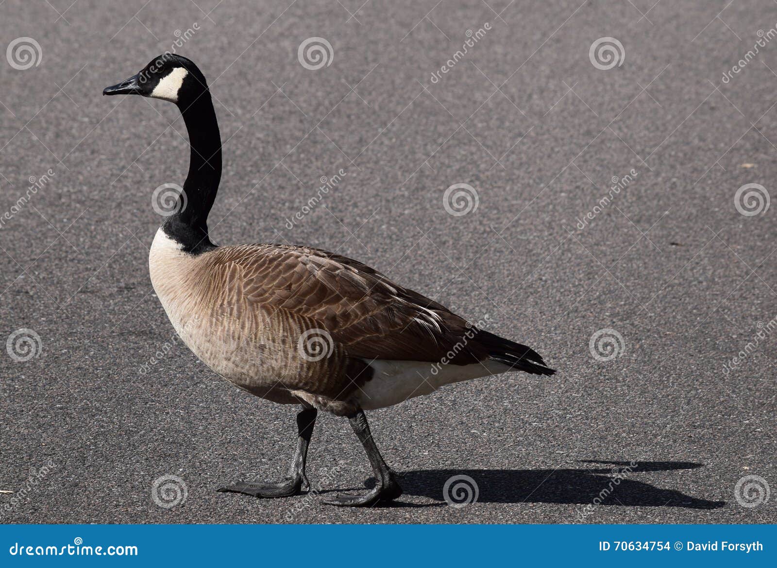 Goose and shadow stock photo. Image of portrait, goose - 70634754