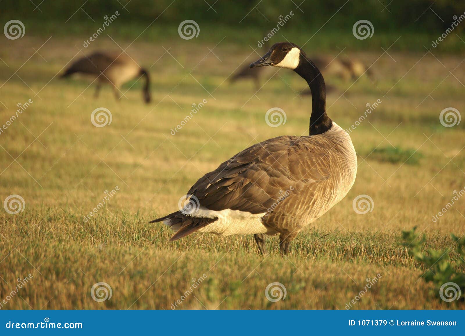 Goose Shoulder Check stock image. Image of gaggle, passel - 1071379