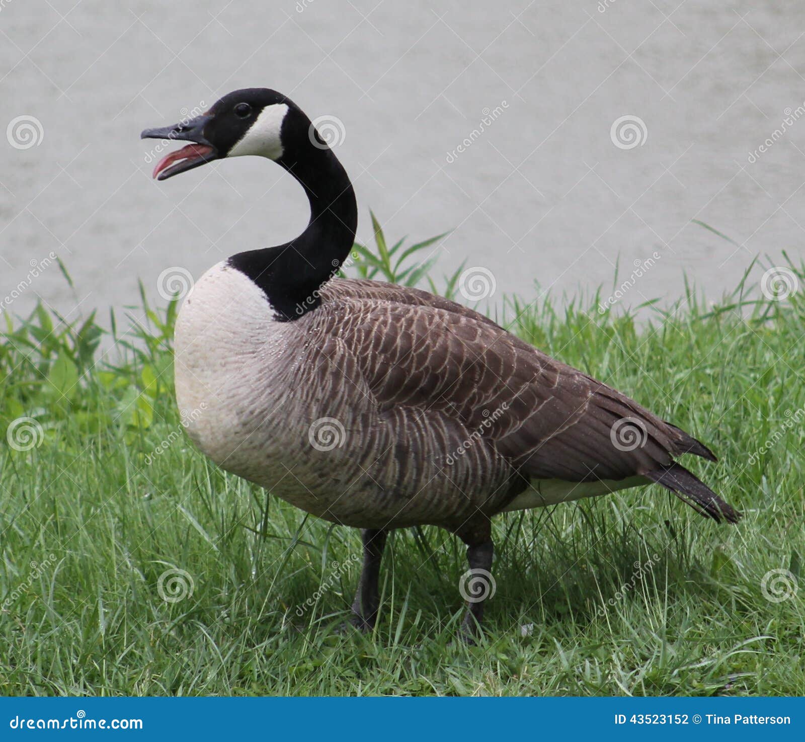 Goose stock photo. Image of farmanimals, lakeerie, stateparks - 43523152