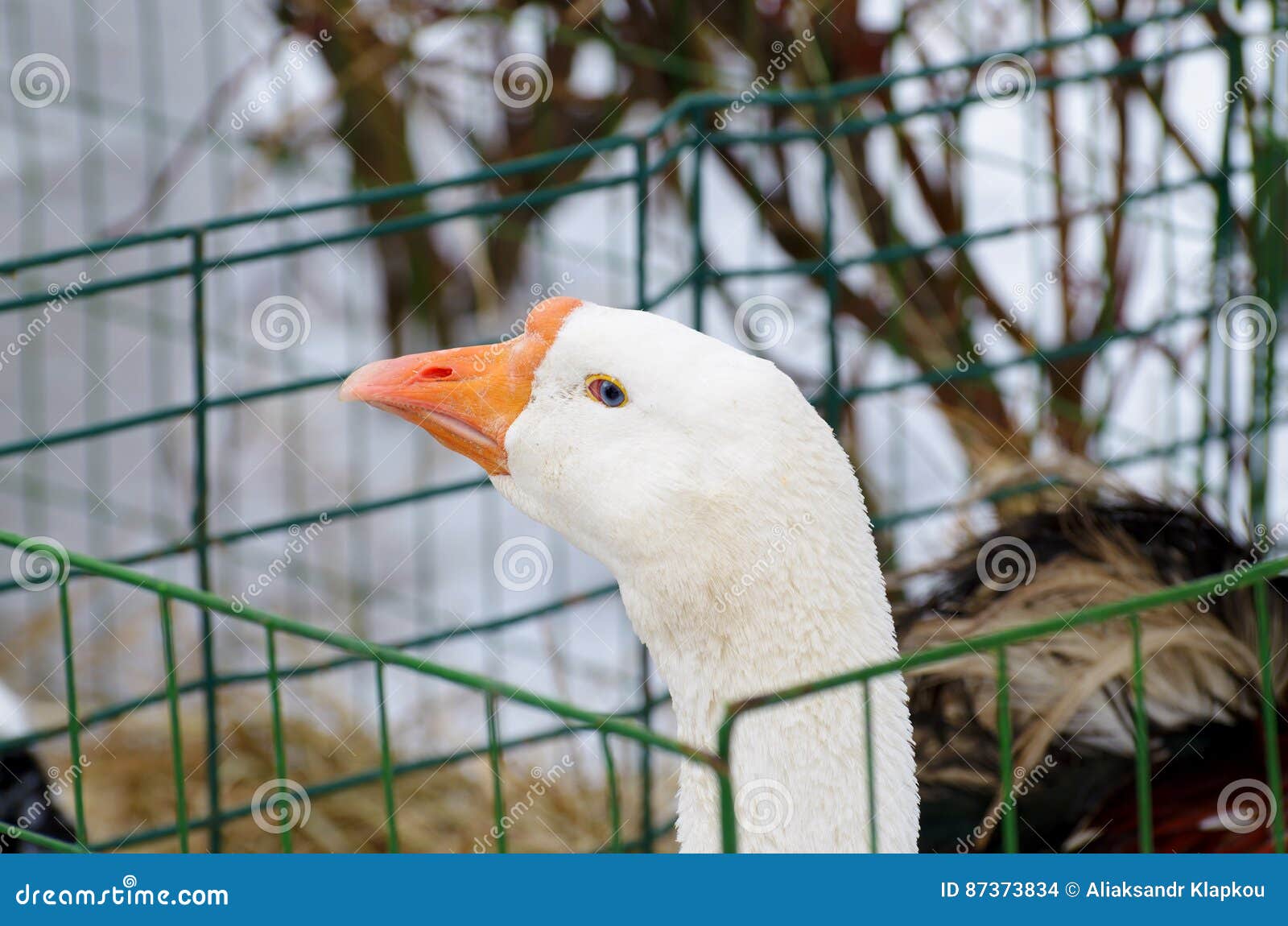 Goose sitting in a cage stock photo. Image of nature - 87373834