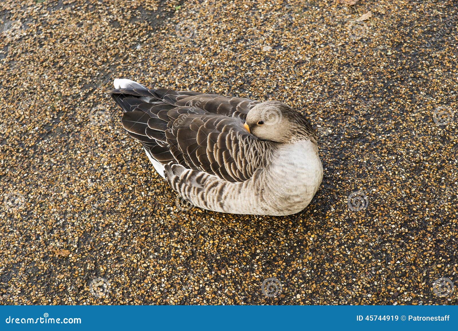Goose Sleeping in Hyde Park Stock Image - Image of feather, outdoor ...