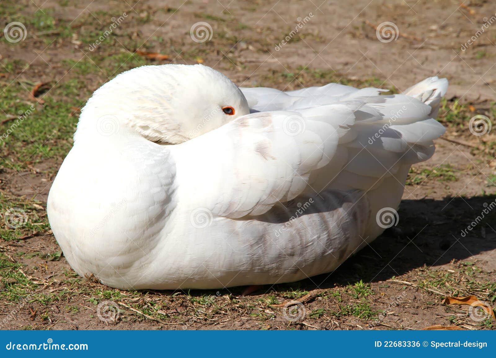 A Goose Sleeping in the Sun Stock Photo - Image of animal, park: 22683336