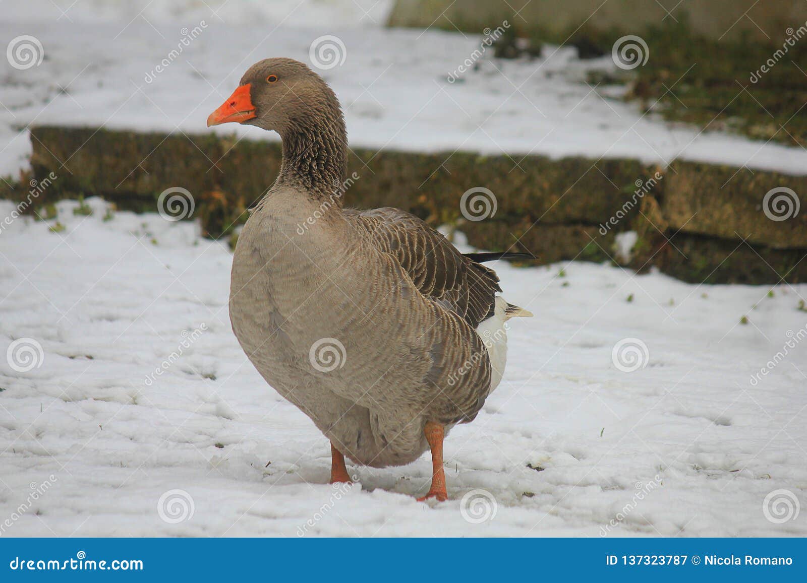 Goose in the snow stock image. Image of farm, winter - 137323787