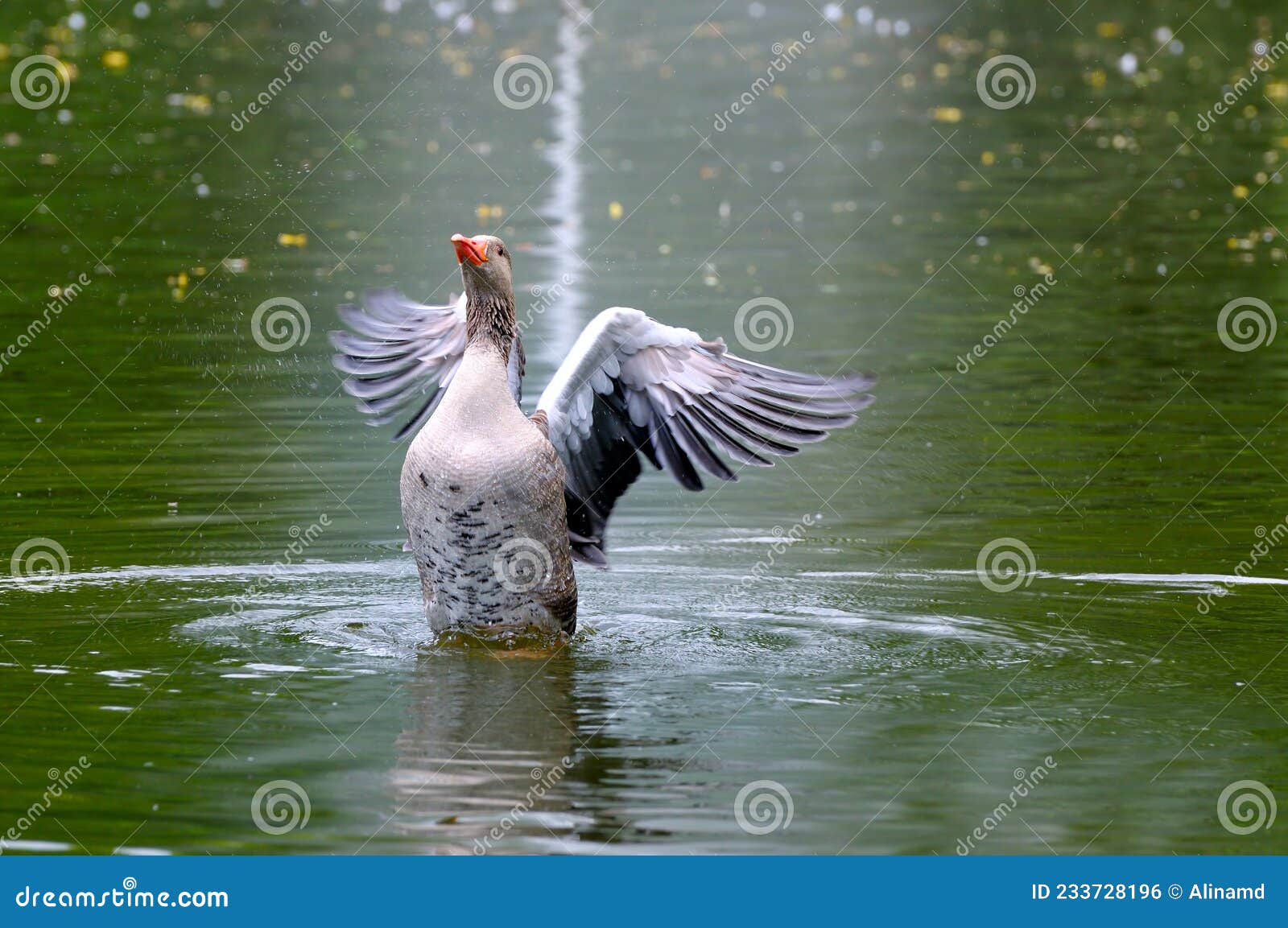 Goose with Spread Wings Splashing on Lake Stock Photo - Image of flying ...
