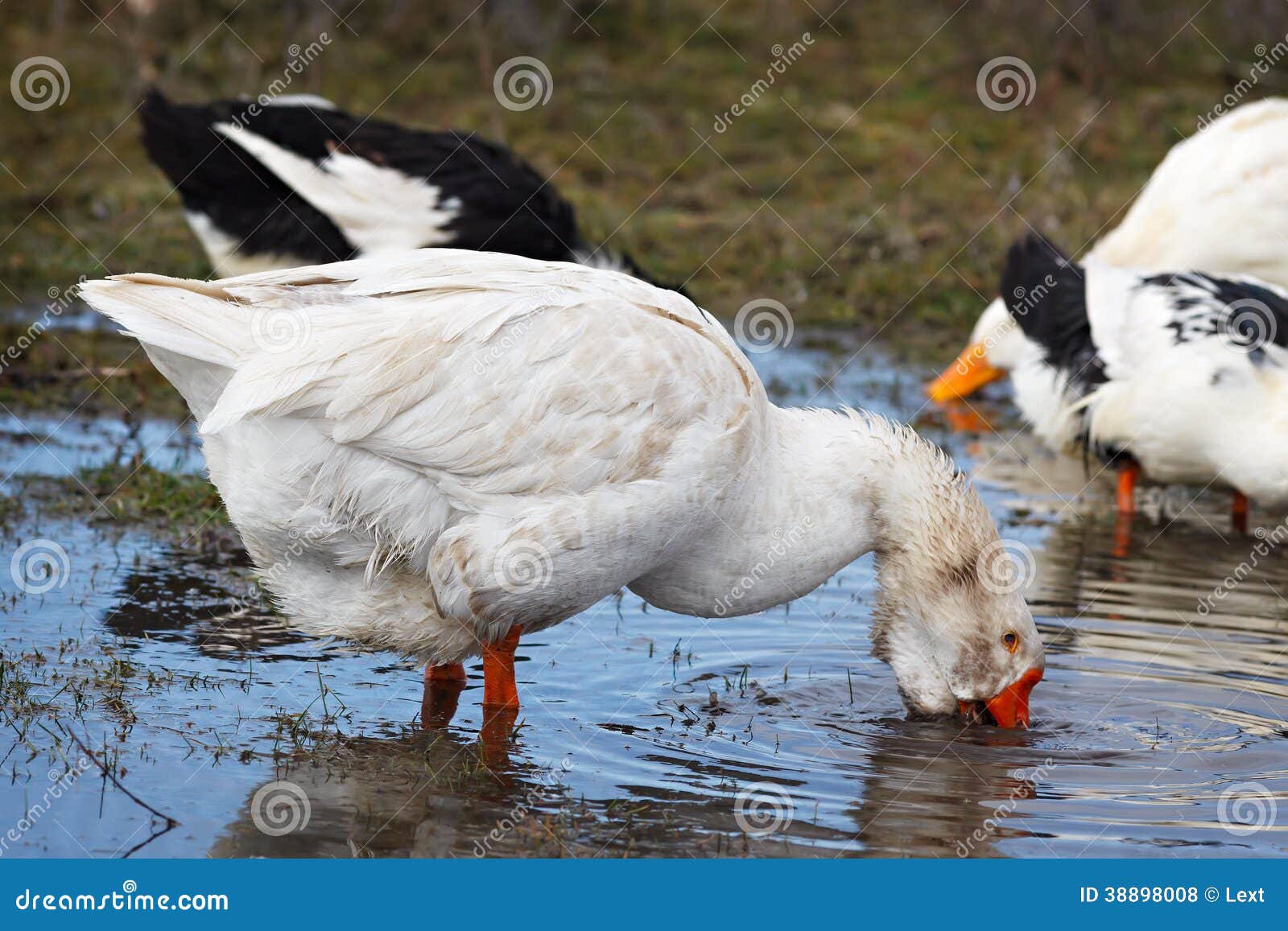 Goose spring feeding lake. stock photo. Image of blue - 38898008