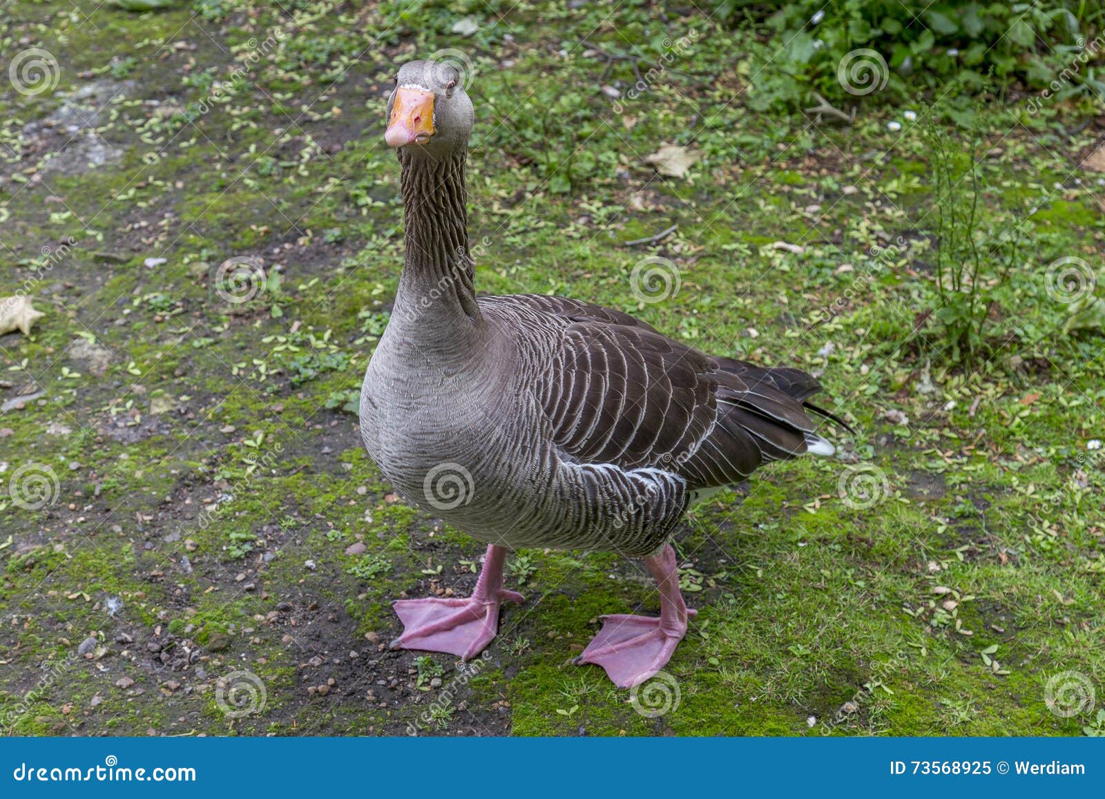 Goose in St. James Park, London Stock Image - Image of large, green ...