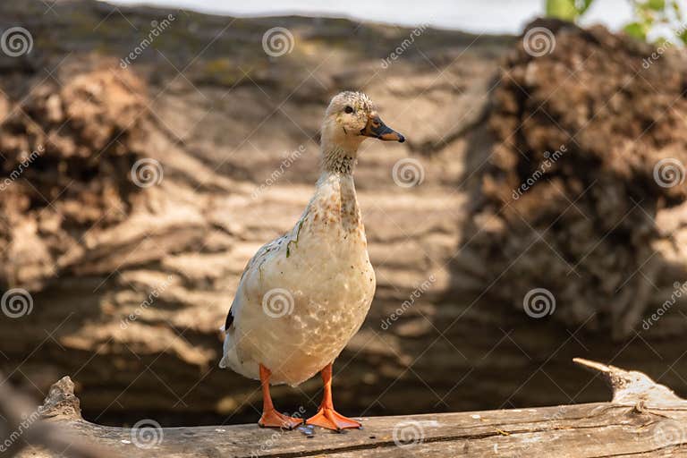 Goose Standing on the Branch of a Tree Stock Image - Image of outside ...