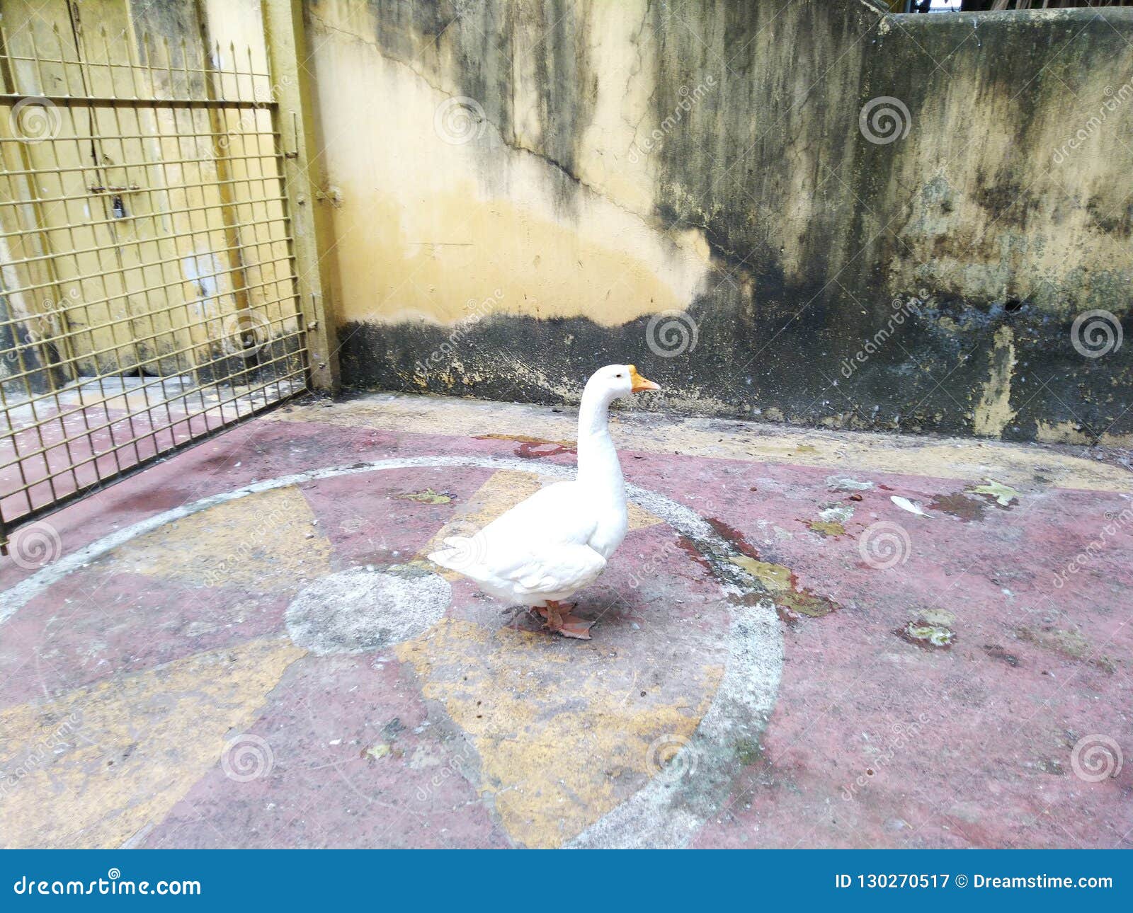 Goose stock image. Image of white, goose, color, standing - 130270517