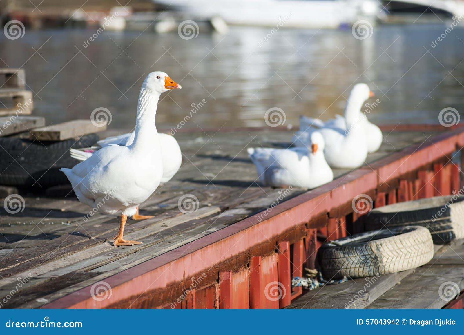 Goose stock photo. Image of wing, rural, color, white - 57043942