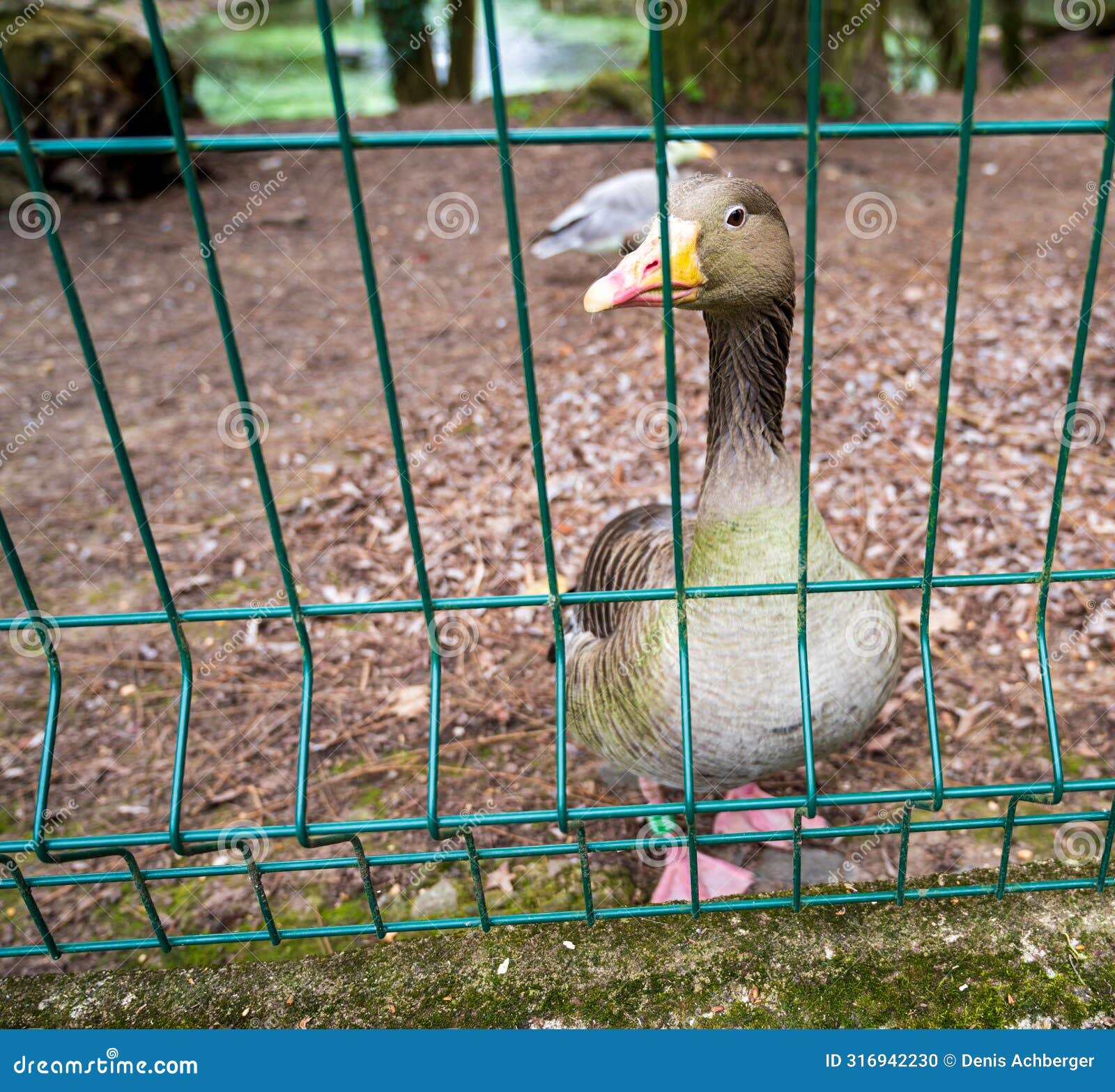 Goose Stands Behind Wire Fence Stock Photo - Image of wild, closeup ...