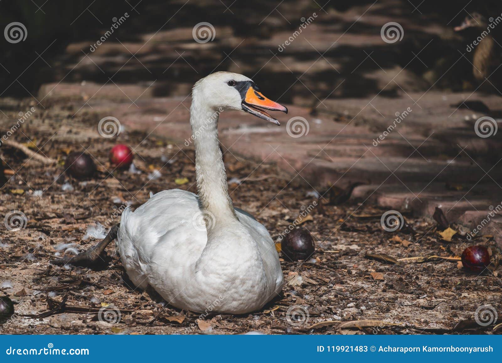 The Goose is Staring and Lying on the Ground Happily Stock Image ...