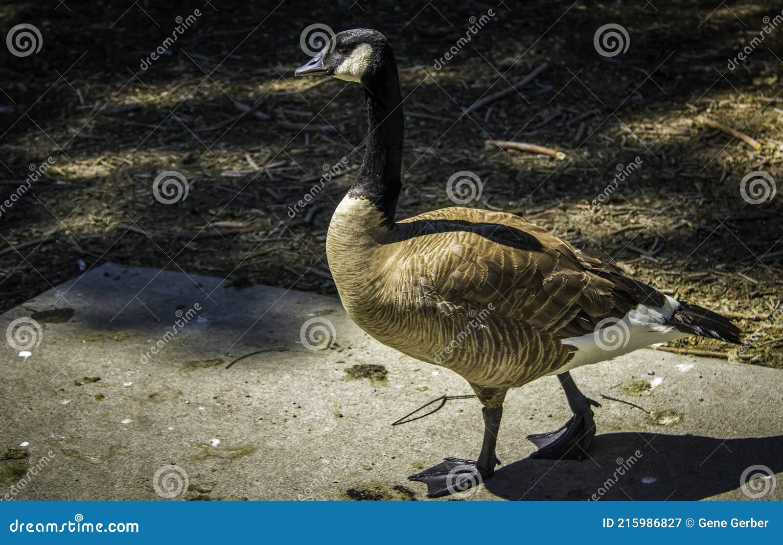 Goose Step stock image. Image of park, white, cement - 215986827