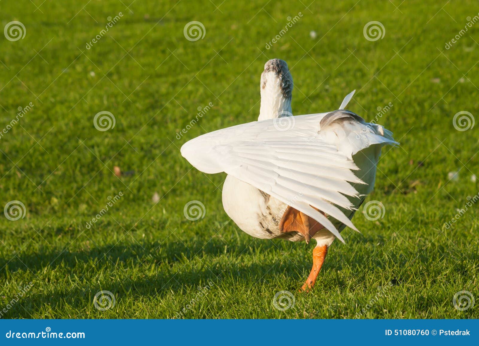 Goose stretching its wings stock photo. Image of meadow - 51080760