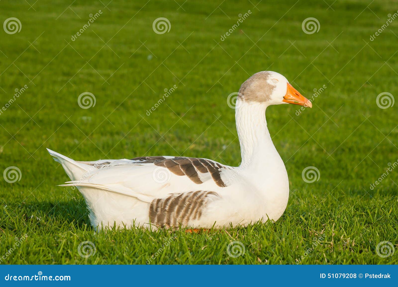 Goose stretching sleeping stock photo. Image of poultry - 51079208