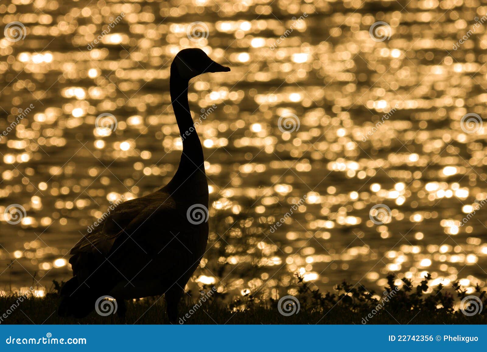 Goose in Sunset stock photo. Image of thought, lake, sunshine - 22742356
