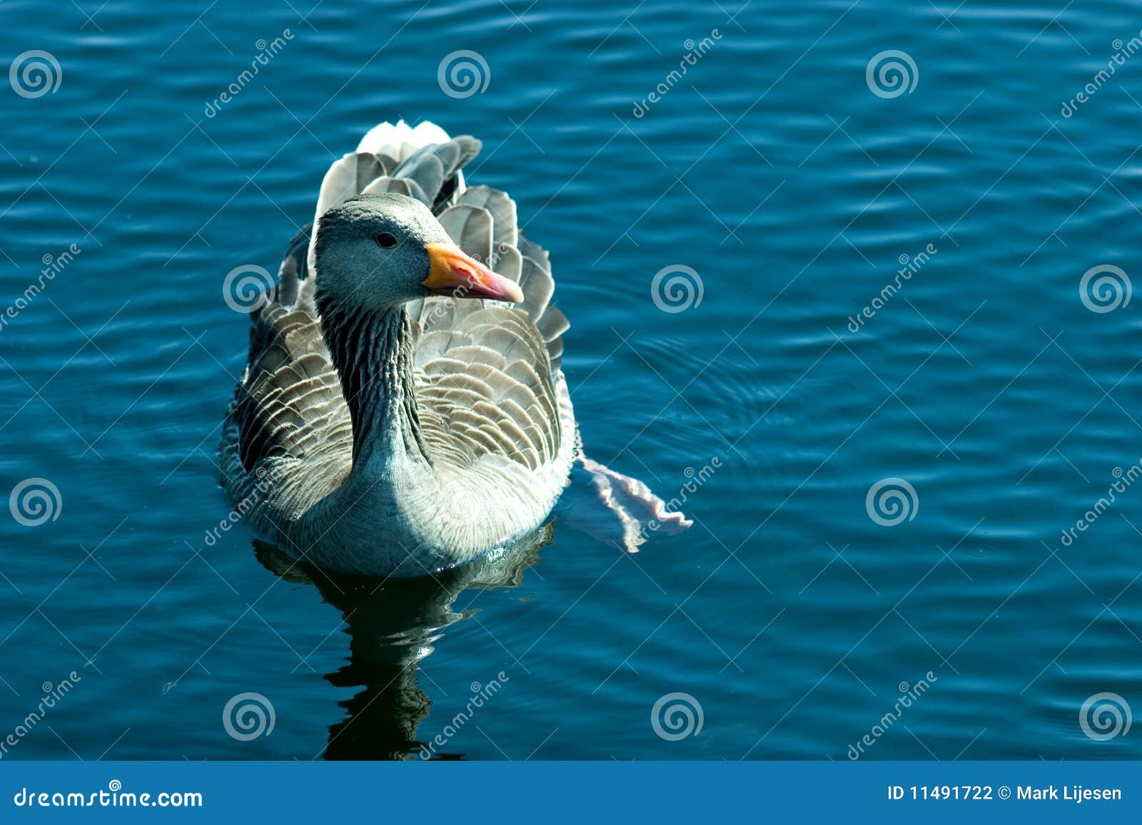 Goose swimming stock photo. Image of feather, bird, animal - 11491722