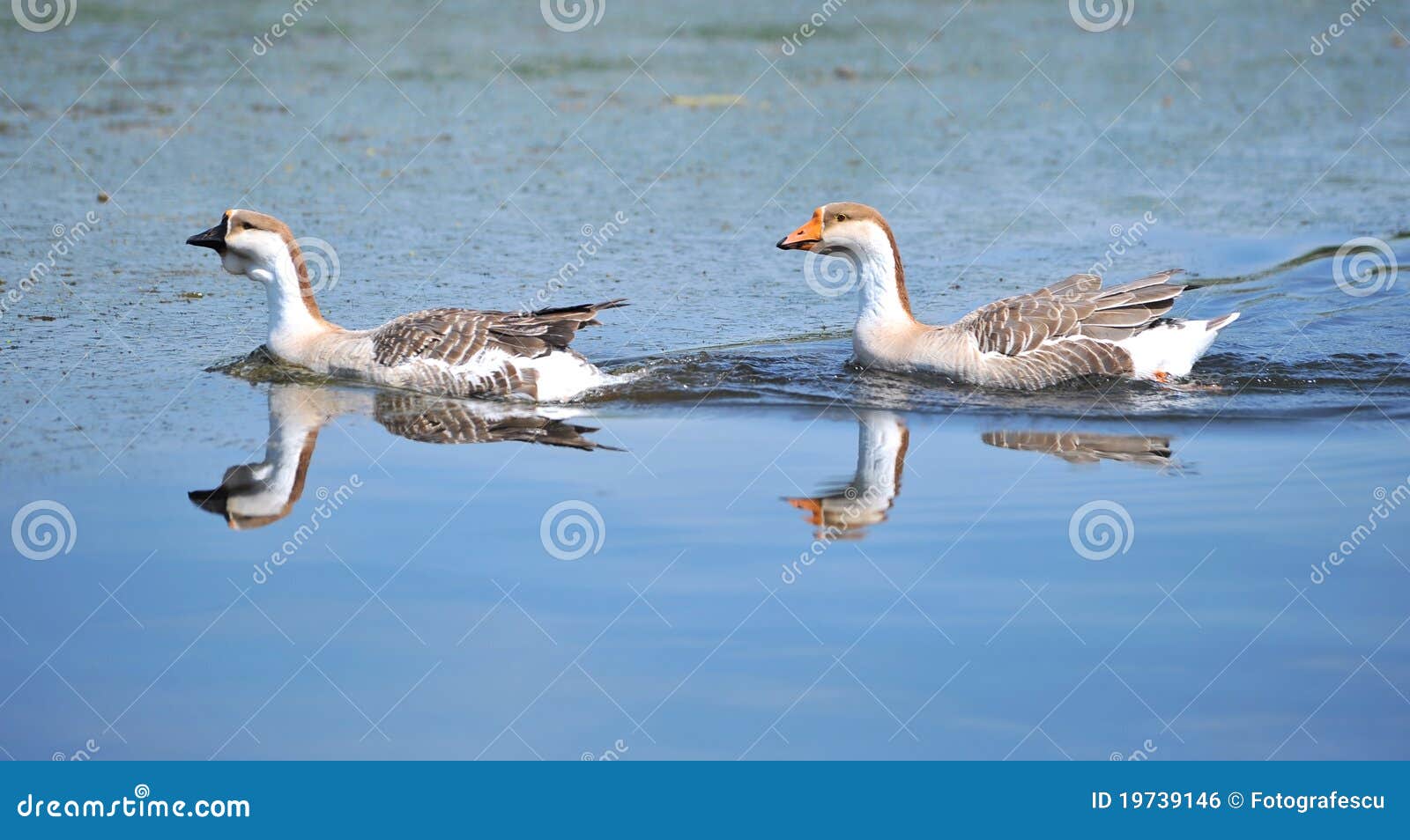 Goose swimming stock photo. Image of feeding, farmland - 19739146
