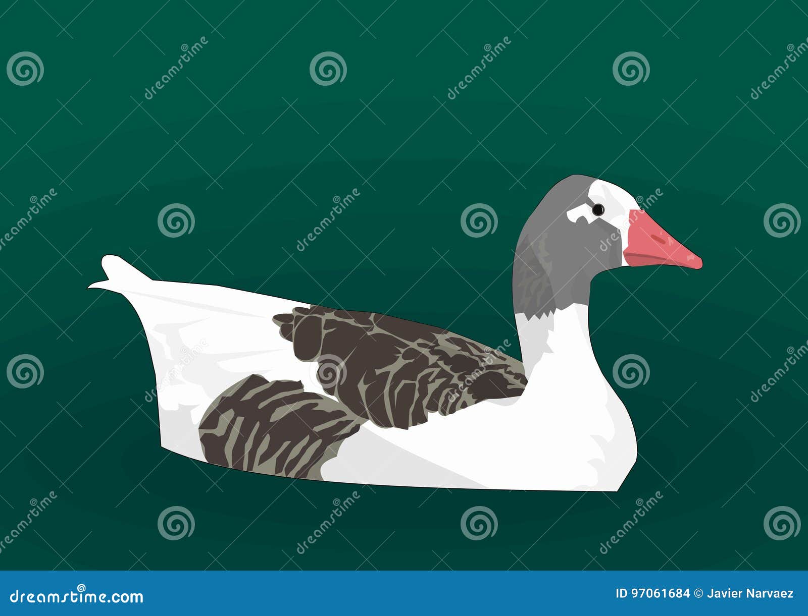 Goose swimming stock vector. Illustration of ornithology - 97061684