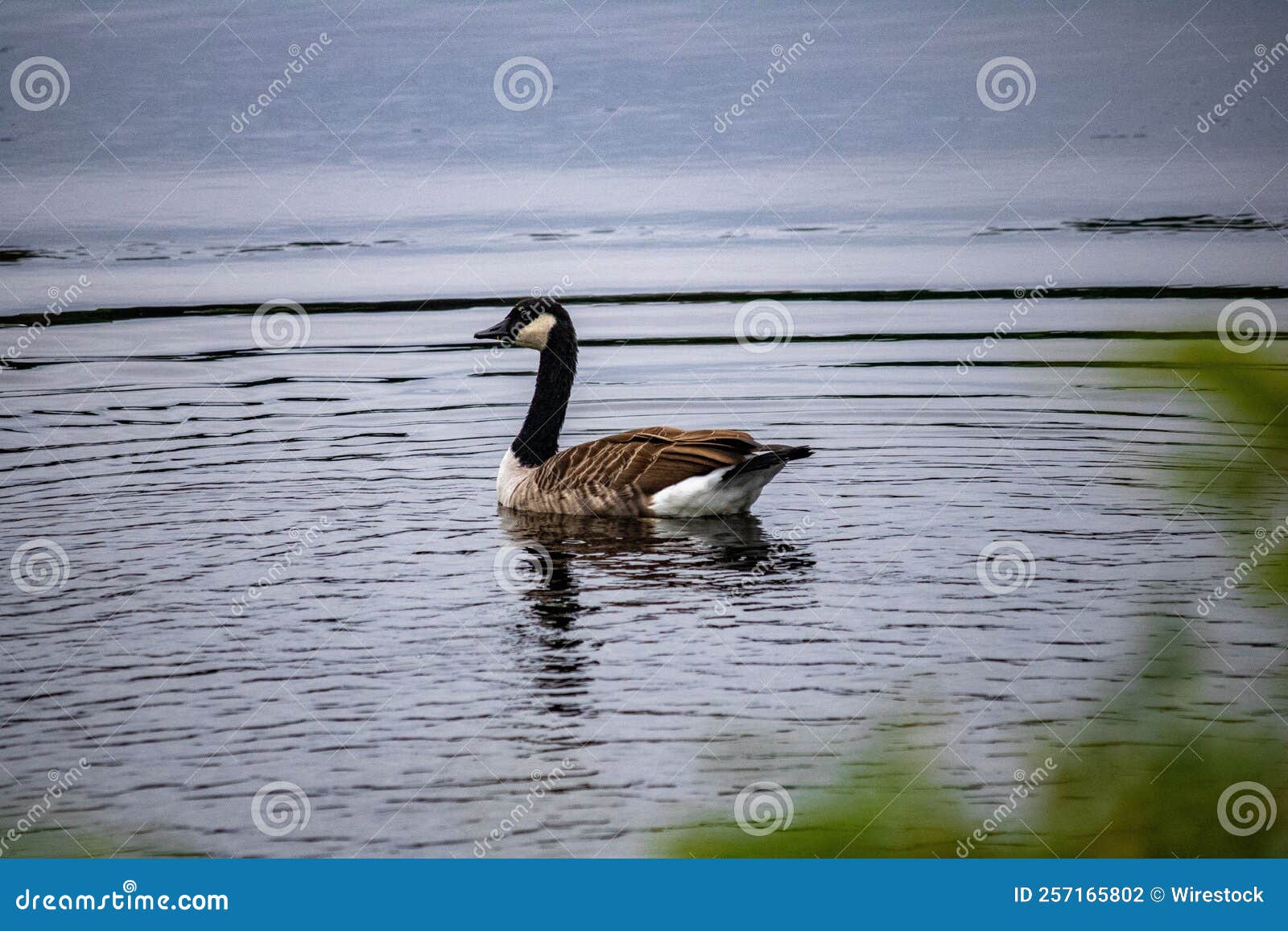 Goose Swimming on the Lake Water Stock Photo - Image of wilderness ...