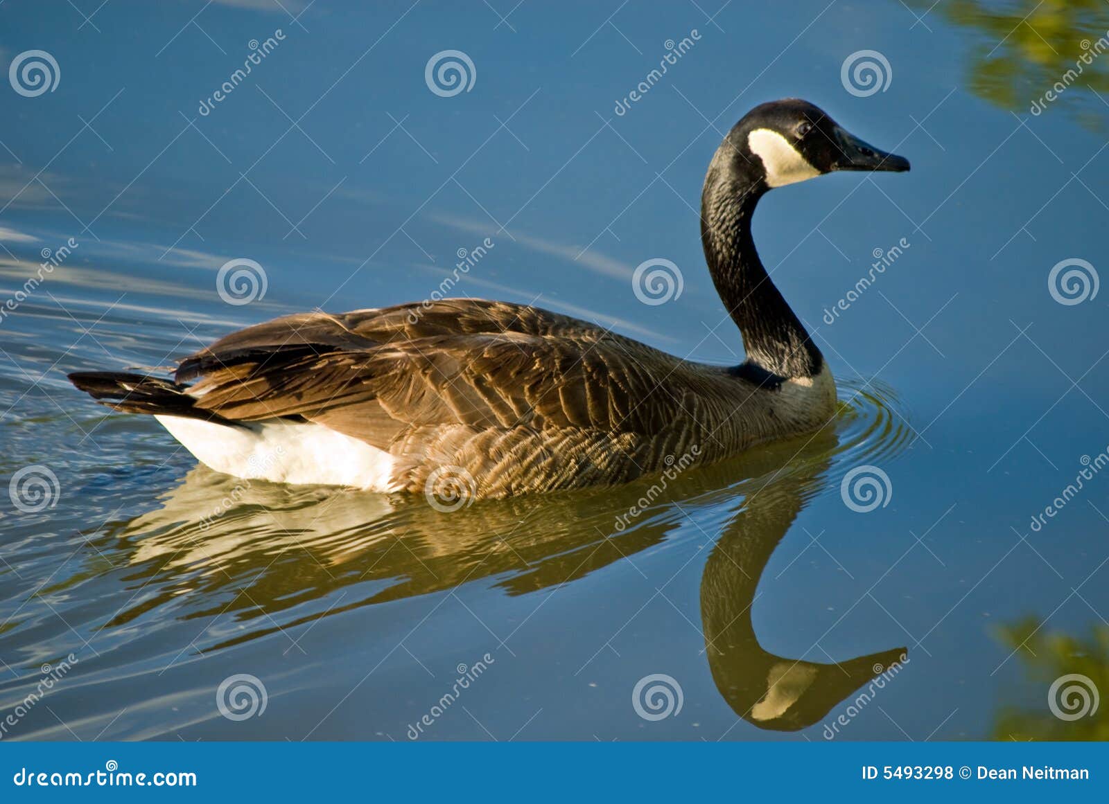 Goose swimming on pond stock photo. Image of anserinae - 5493298
