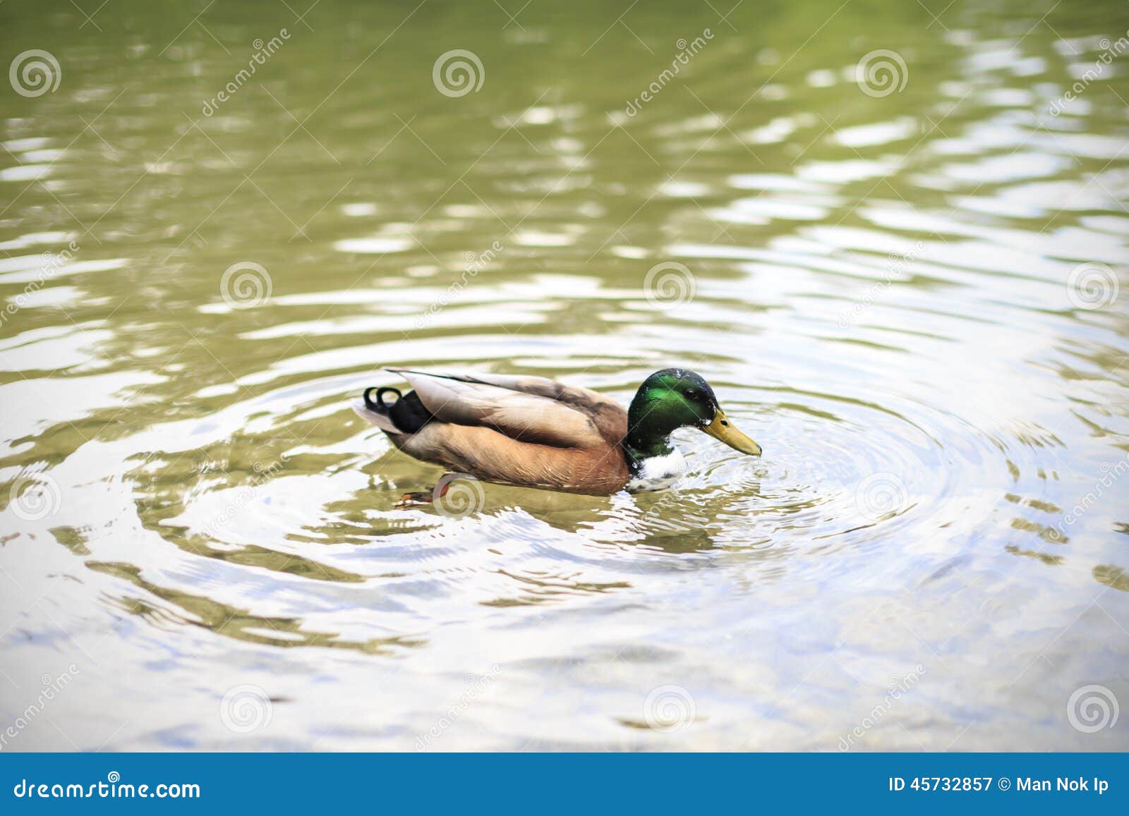 Goose swimming in a pond stock image. Image of feathers - 45732857
