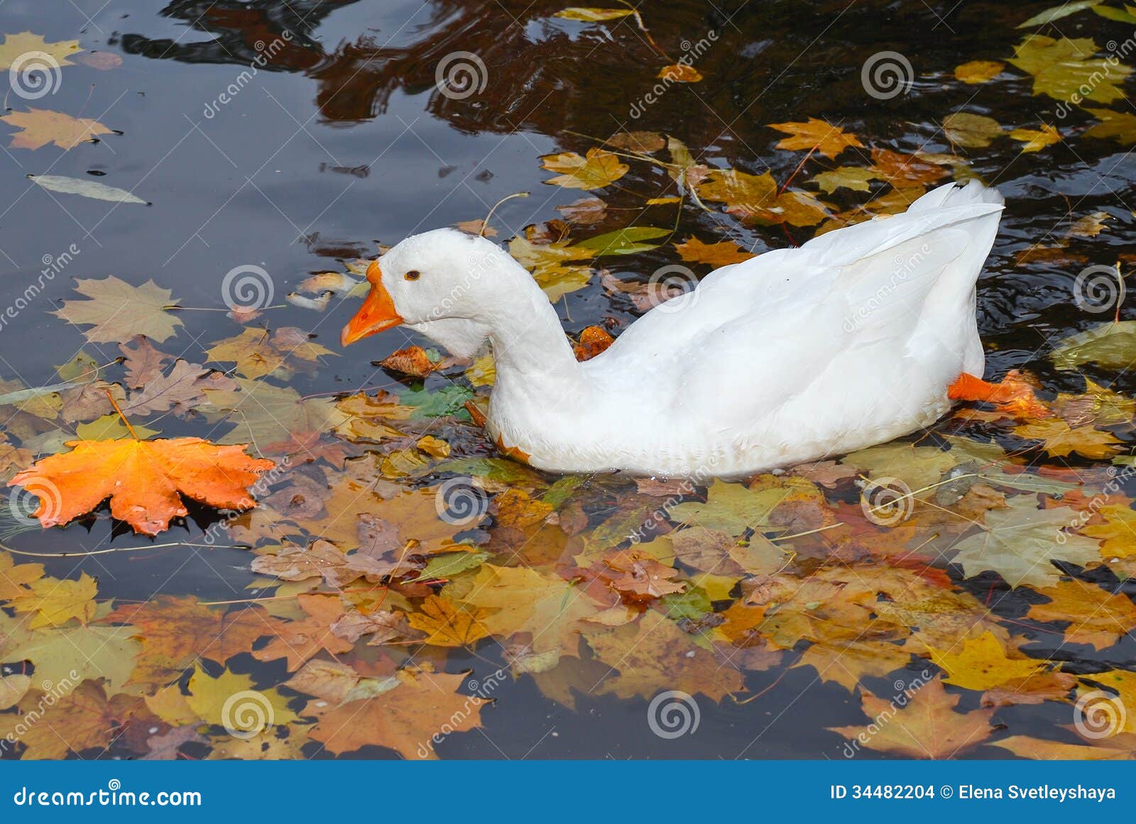 Goose swimming in a pond stock photo. Image of pond, forest - 34482204