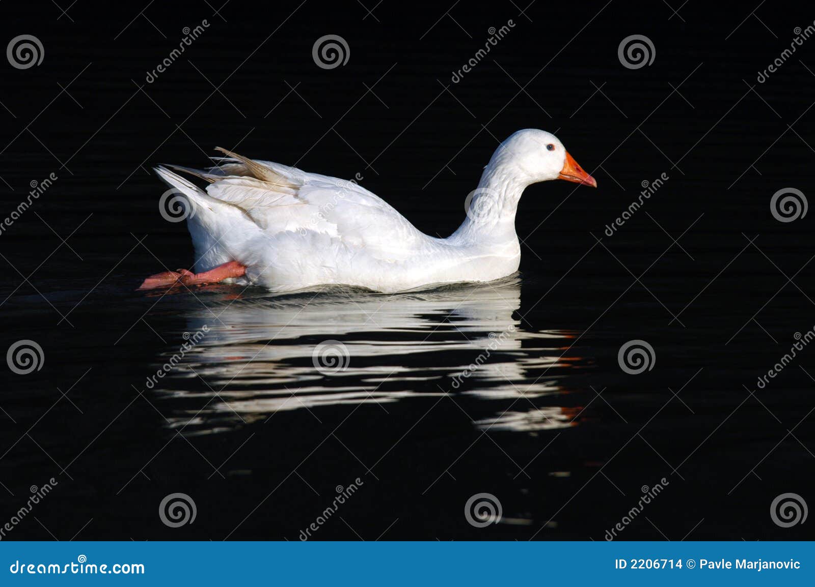 Goose Swimming in the Water Stock Photo - Image of fowl, clean: 2206714